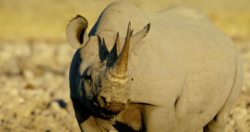 Rhino with a sharp nose. stock photo. Image of namibia - 188779098