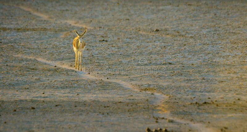 Antelope Walks in the Desert. Stock Photo - Image of yellow, namibia ...