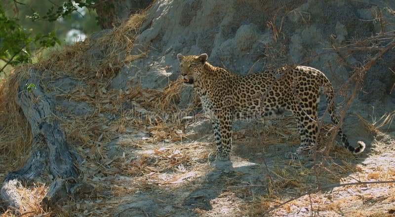 A Beautiful Leopard is Very Dangerous. Stock Photo - Image of zoology ...