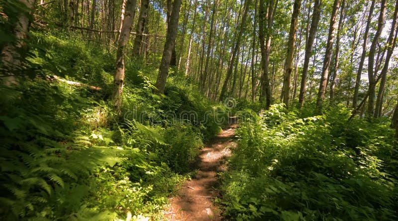 We walk in a good forest. stock photo. Image of grass - 186462036