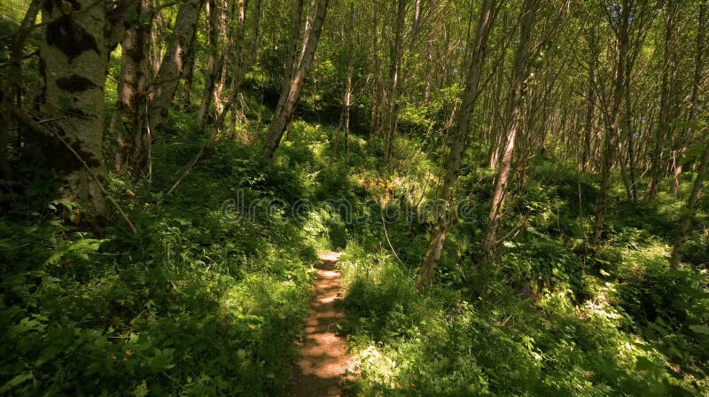 We walk in a good forest. stock photo. Image of tourism - 186462064