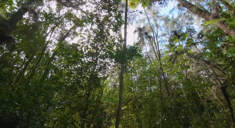 Beautiful Forest for Walking in Hawaii. Stock Image - Image of bamboo ...