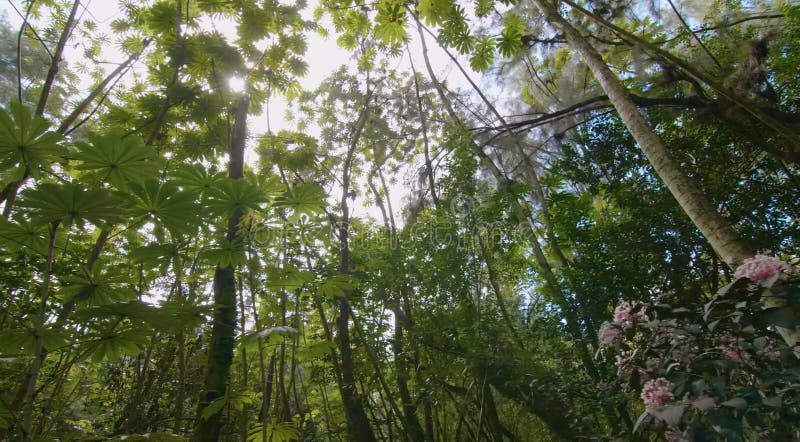 Beautiful Forest for Walking in Hawaii. Stock Photo - Image of ...