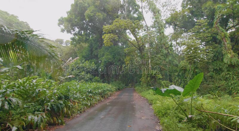 We are Walking through the Rainforest in Hawaii. Stock Photo - Image of ...
