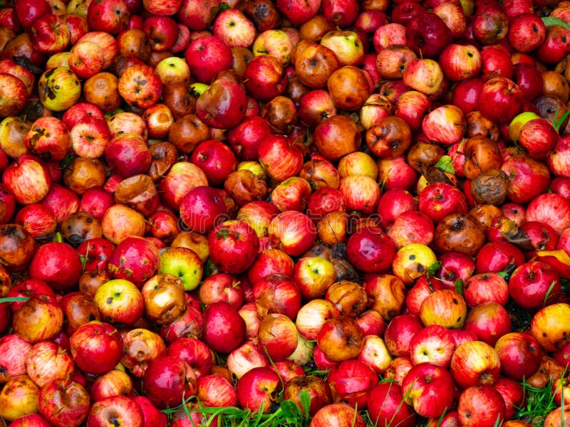 Not Just a Bunch of Rotten Apples Stock Photo - Image of heirloom, rare ...