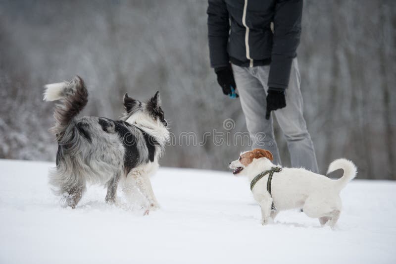 Border Collie Calling Man Stock Photos - Free & Royalty-Free Stock ...