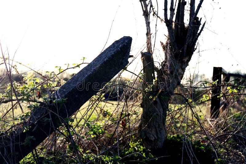 Fallen Concrete Post stock photo. Image of strawberry - 177906412