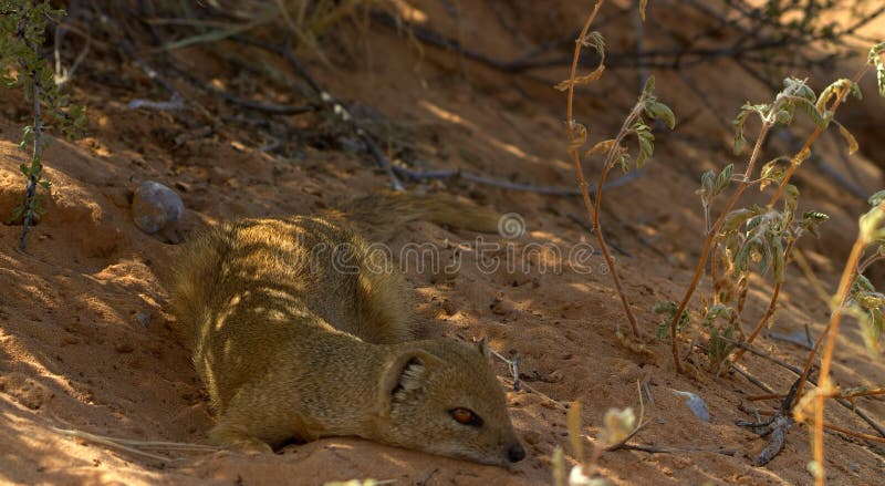 Dangerous fox is resting. stock image. Image of notice - 165989673