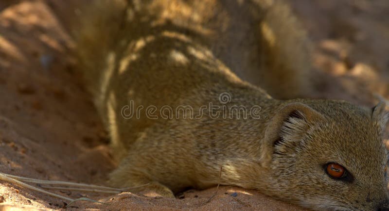 Dangerous fox is resting. stock photo. Image of nature - 165989678