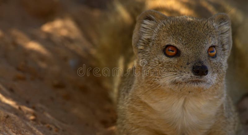 Dangerous fox is resting. stock photo. Image of mammals - 165989682