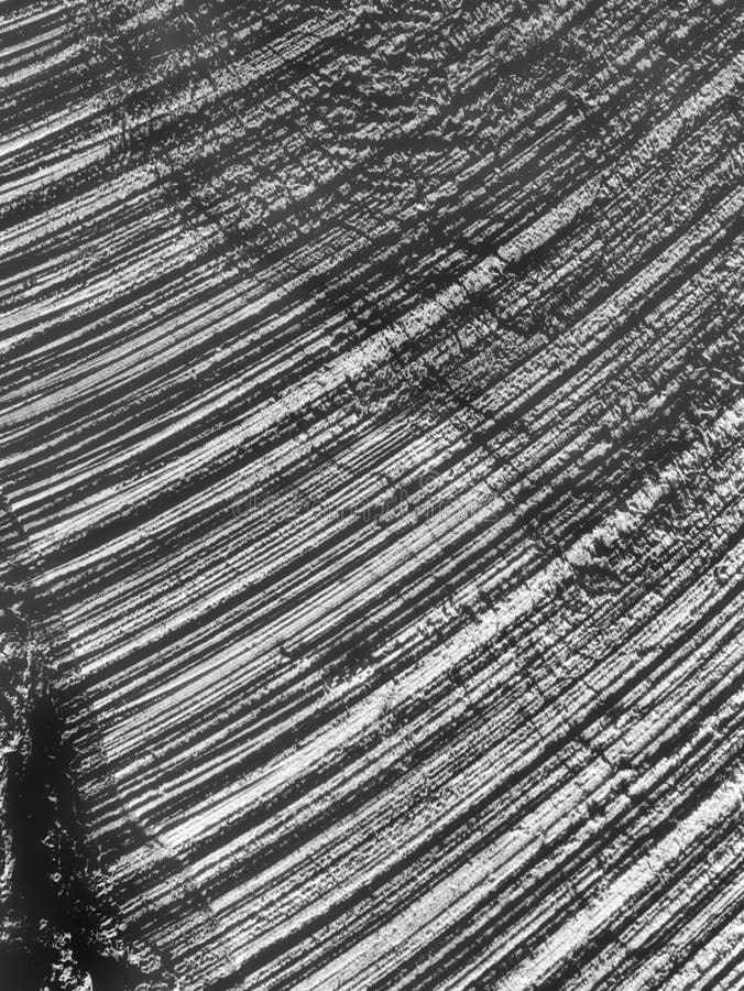 Rustic Saw Marks on this Tree Used by the Sun at a Sharp Angle To ...