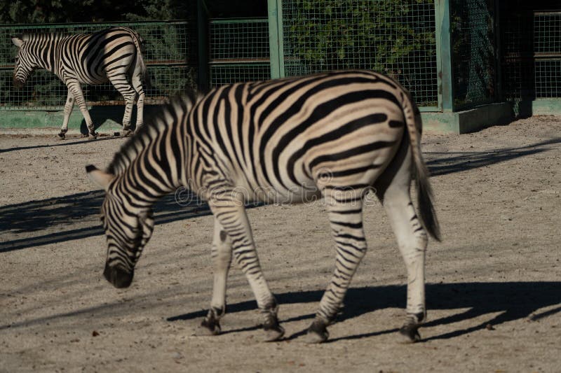 Zebras Zoo Enclosure Grazing; Daytime; Captive Animals Peacefully ...