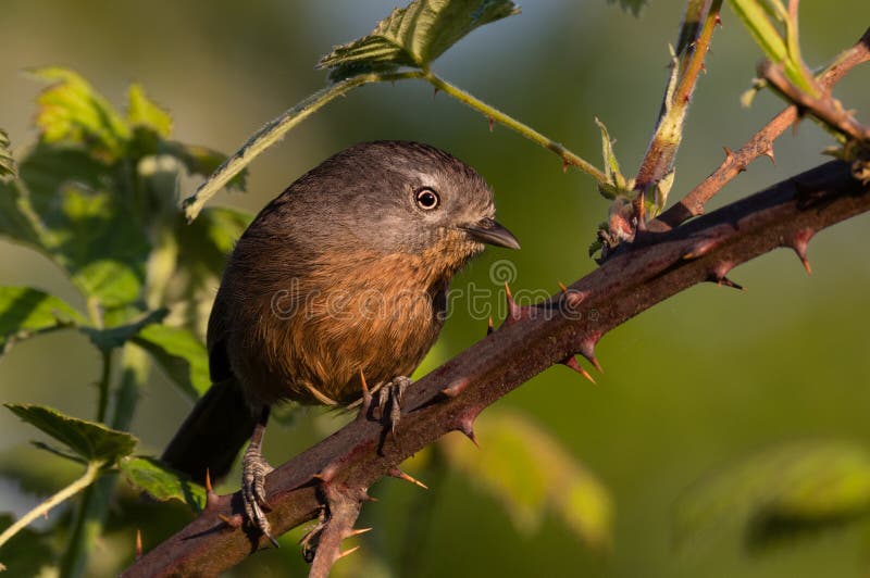 Wrentit Chamaea Fasciata Branch Stock Photos - Free & Royalty-Free ...