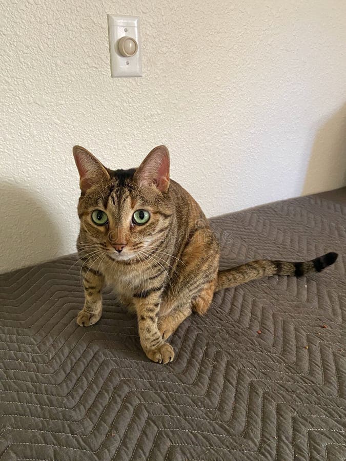 Here`s Looking at You, Cat stock photo. Image of green - 268597862