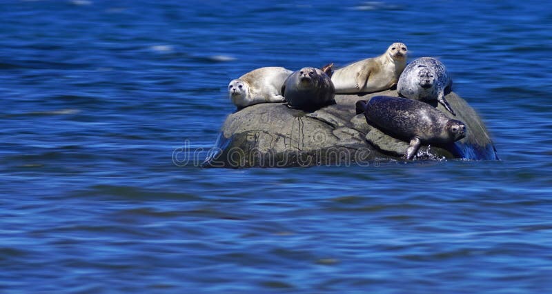 Five Seals on Rock Monterey Bay California Stock Photo - Image of ocean ...