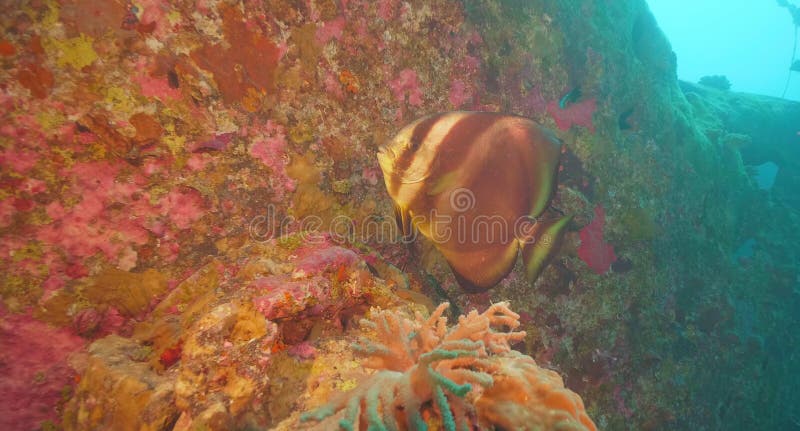 Nice Location at the Depth of the Sea. Stock Photo - Image of indonesia ...