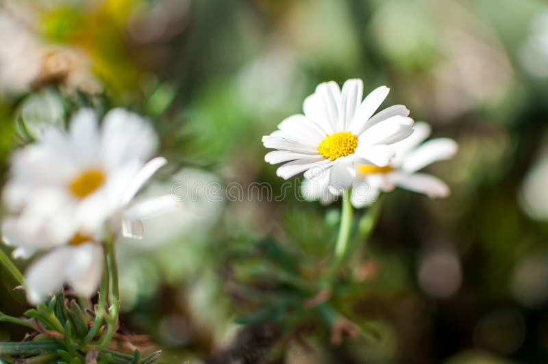 Here is the Spring - Daisies Stock Image - Image of fragility, nature ...