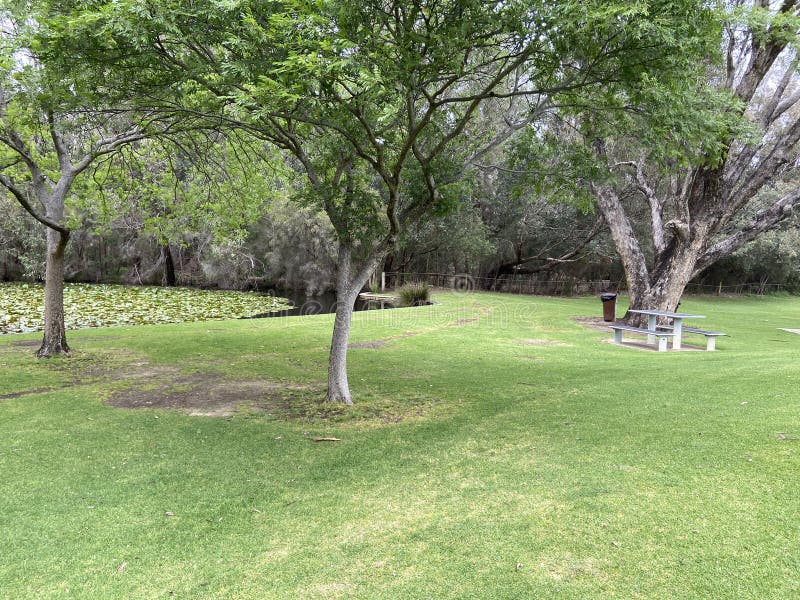 Here are Three Trees in the Grass Land . Stock Photo - Image of yard ...