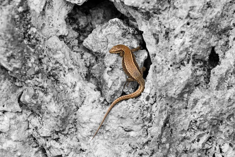 A Lizard is Sitting on a Wall. Stock Image - Image of animal ...