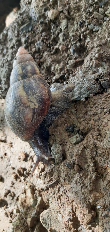 Cute shell stock photo. Image of food, produce, wood - 241235838