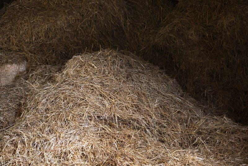 A haystack on a farm. stock photo. Image of stack, farm - 188684250