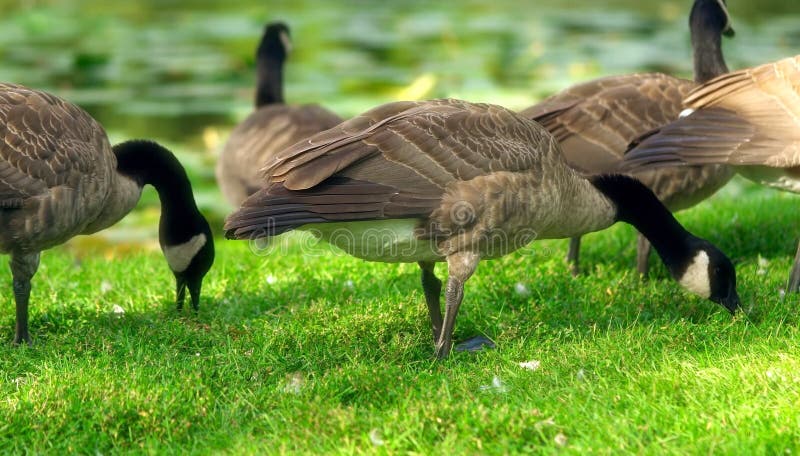 Here at the Zoo is a Flock of Beautiful Black Geese. Stock Image ...