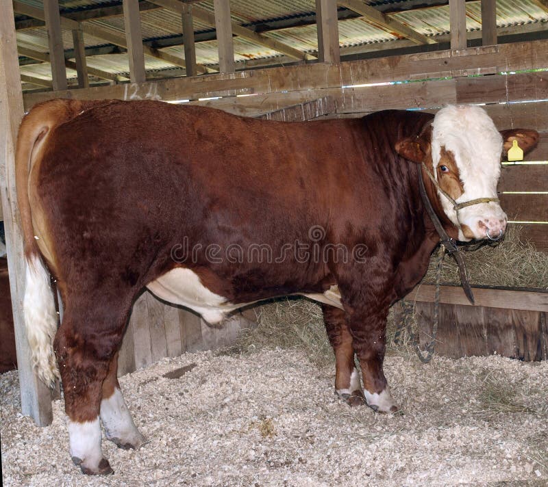 Hereford Bull stock photo. Image of pedigree, grass, farm - 31471964
