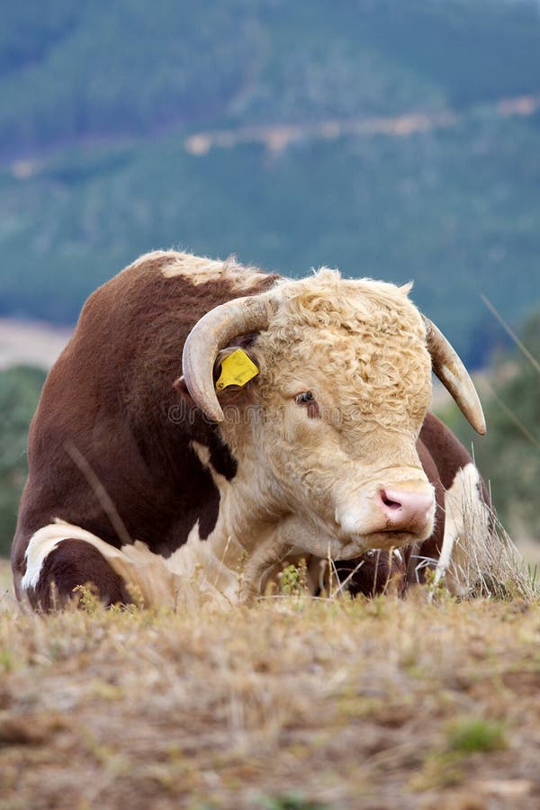 A Hereford bull stock photo. Image of horned, animals - 13826384