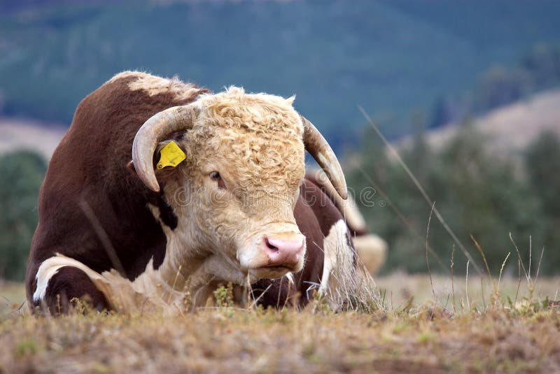 A Hereford bull stock photo. Image of horned, animals - 13826384