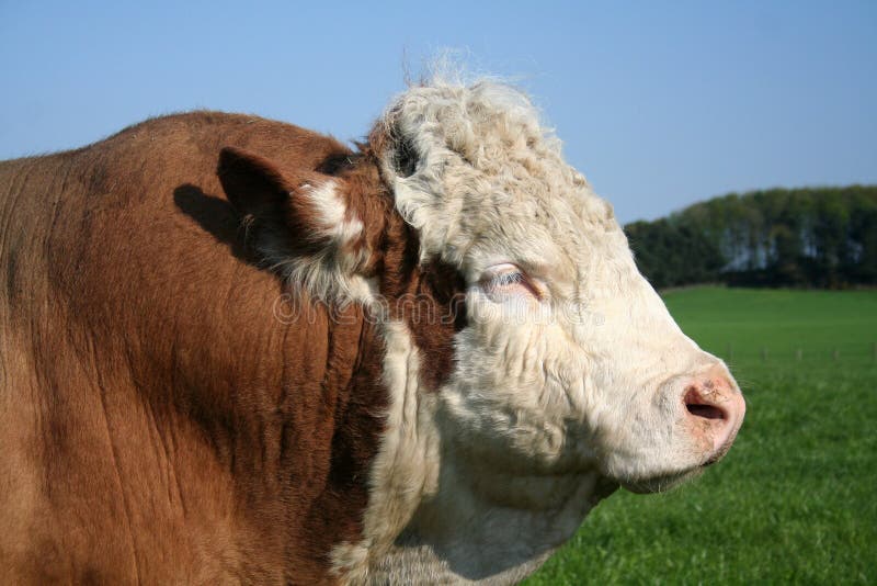 Hereford Bull stock photo. Image of bovine, country, huge - 757368