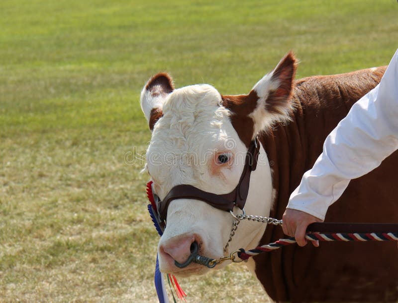Hereford Bull Farm Animal. stock photo. Image of grass - 333205540