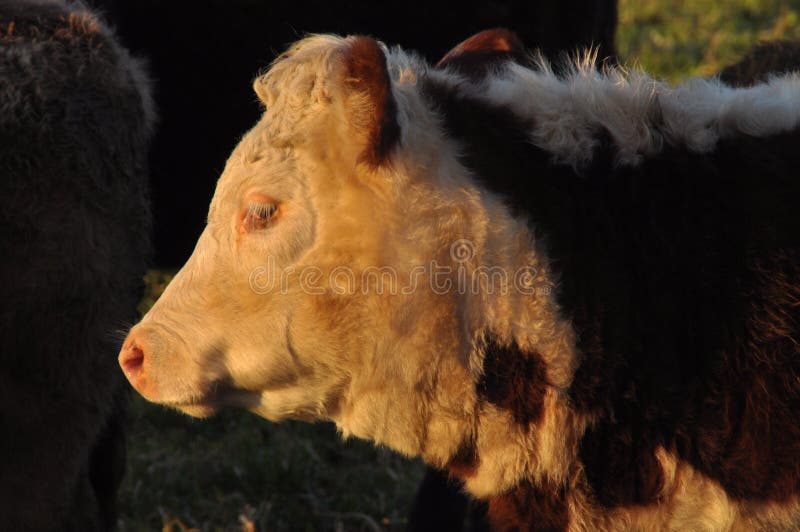 Hereford Bull Head in Silhouette Profile Stock Photo - Image of country ...