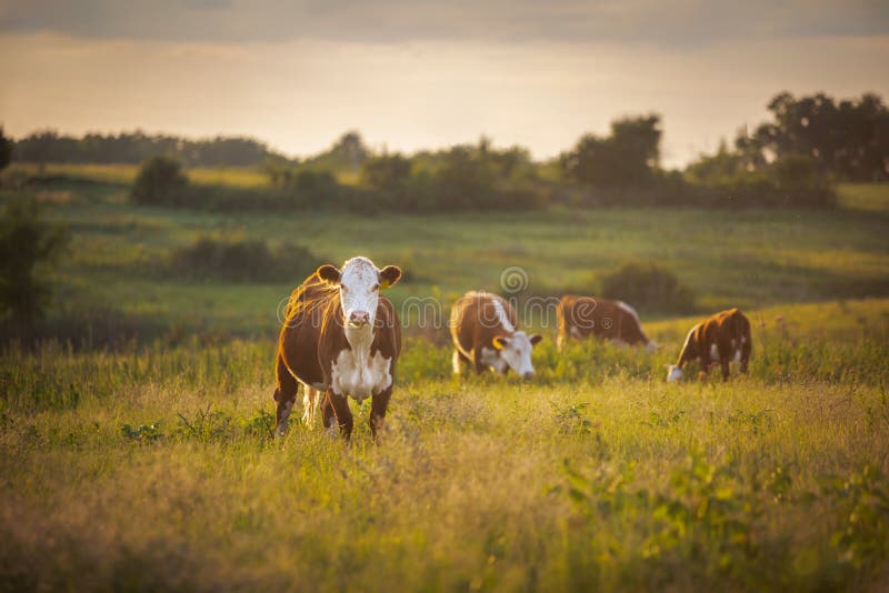 Kansas Calves in a Pasture with a Small Water Fall after a Heavy Rain ...