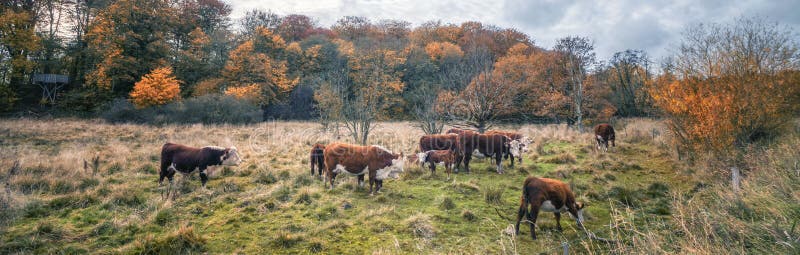 Hereford Cattle in a Panorama Scenery Stock Photo - Image of ...