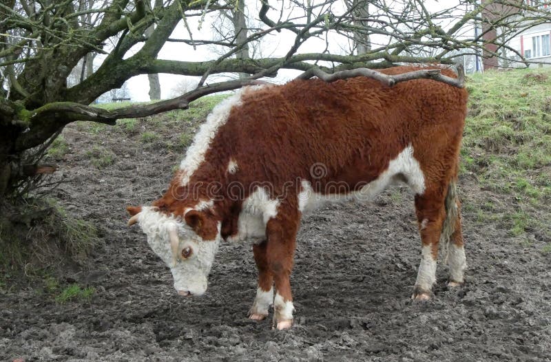 Hereford Cow Scratching Its Back Stock Photo - Image of domestic, dutch ...