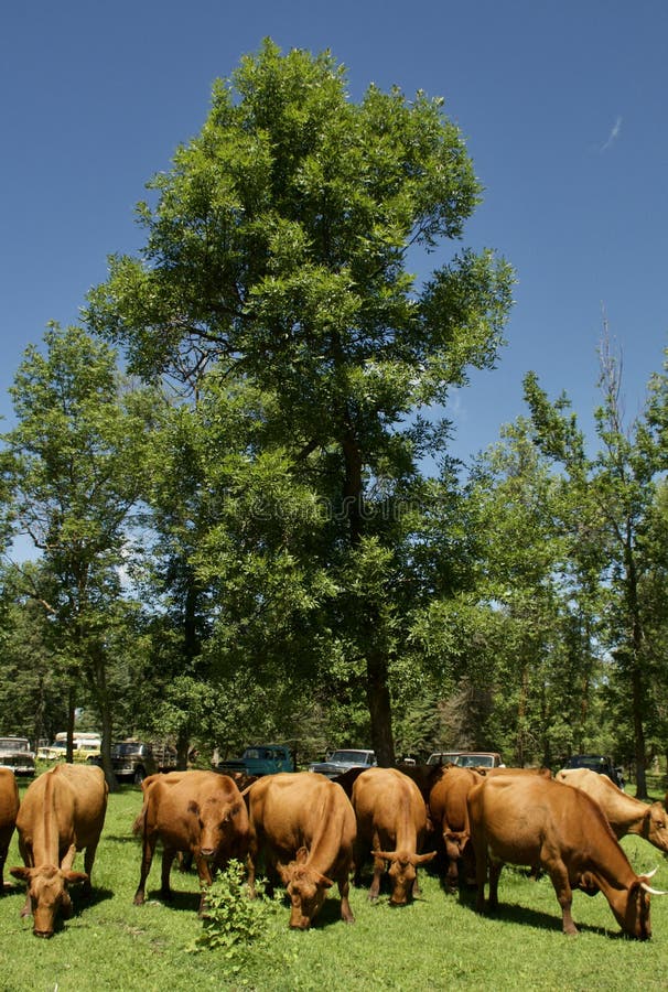 Cows graze in a field stock image. Image of field, eating - 132857075