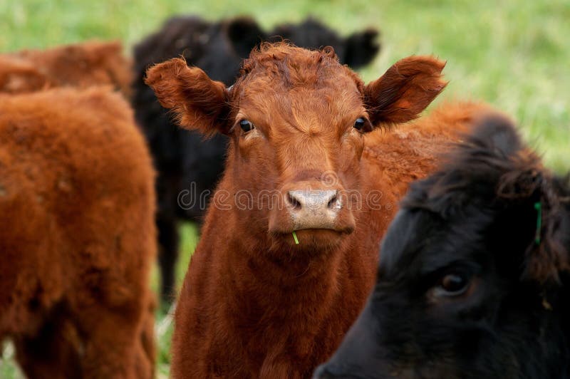Hereford Cows with Newborn Calves in the Meadow Stock Image - Image of ...