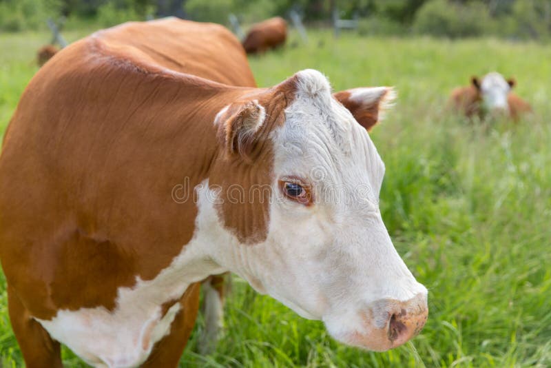 Kuh Hereford, Kuh, Vieh stockfoto. Bild von nave, vieh - 23584656