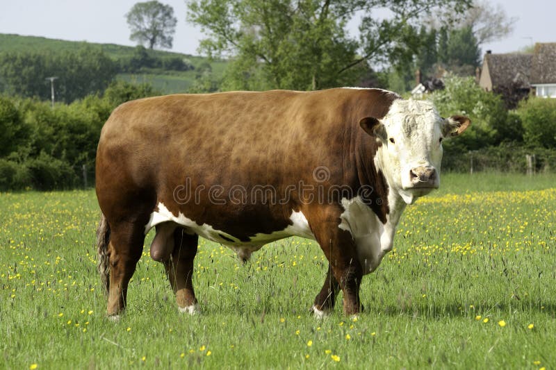 Hereford Stier stockfoto. Bild von bewirtschaften, stier - 31471964