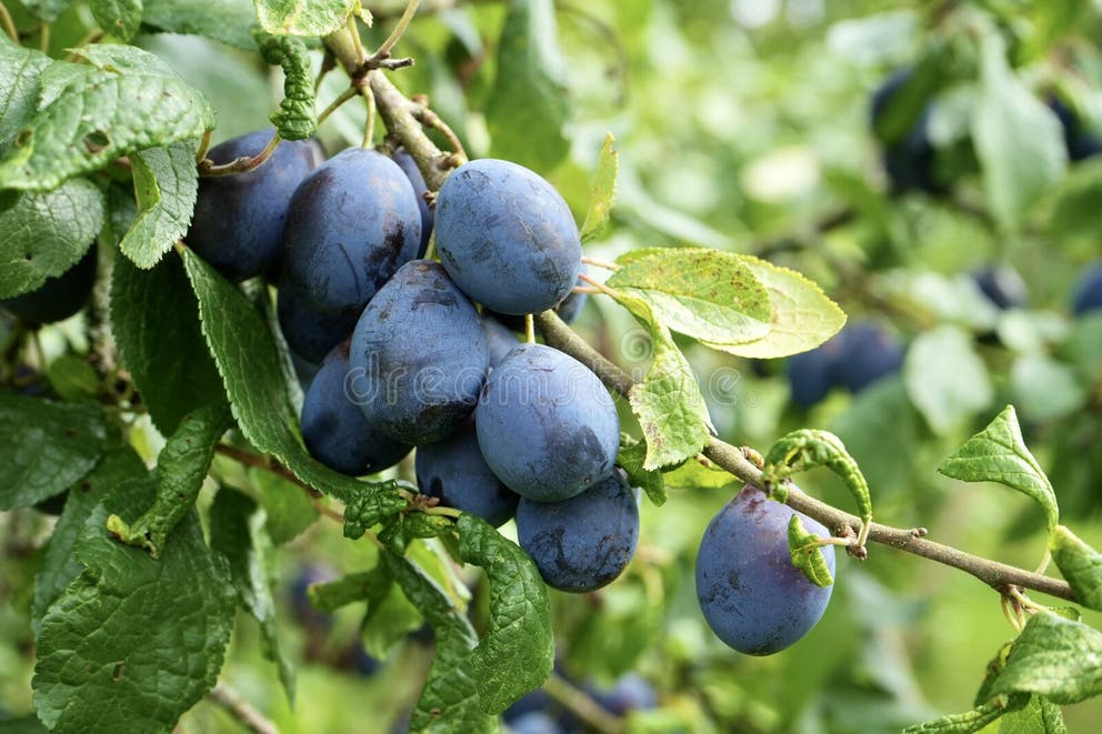 Herefordshire Damsons Growing on a Tree. Stock Image - Image of berry ...