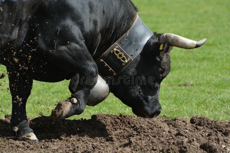 5,233 Aggressive Cow Stock Photos - Free & Royalty-Free Stock Photos ...