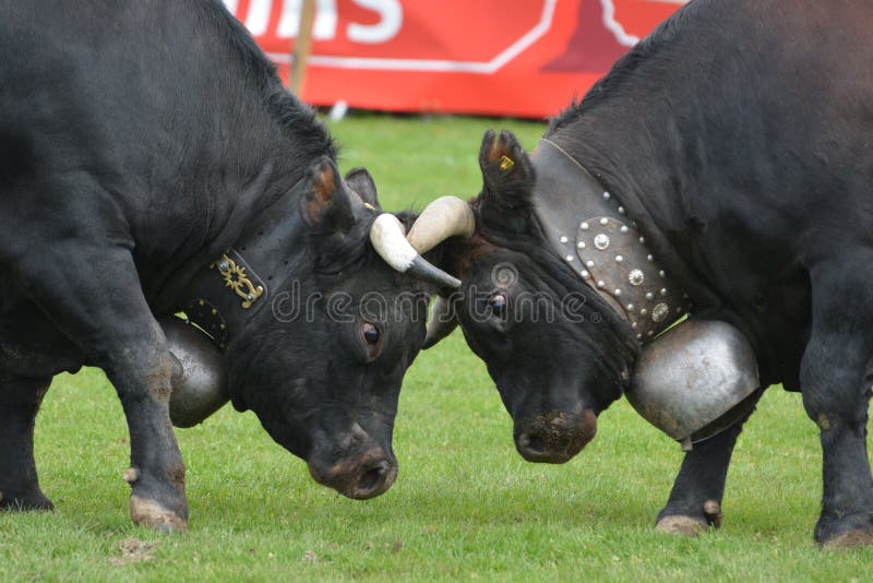 5,233 Aggressive Cow Stock Photos - Free & Royalty-Free Stock Photos ...