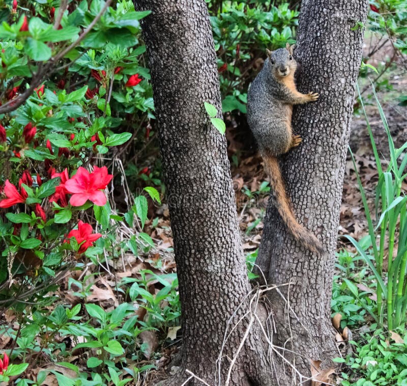 Gray Squirrel Tree Staring stock photo. Image of plant - 25767638