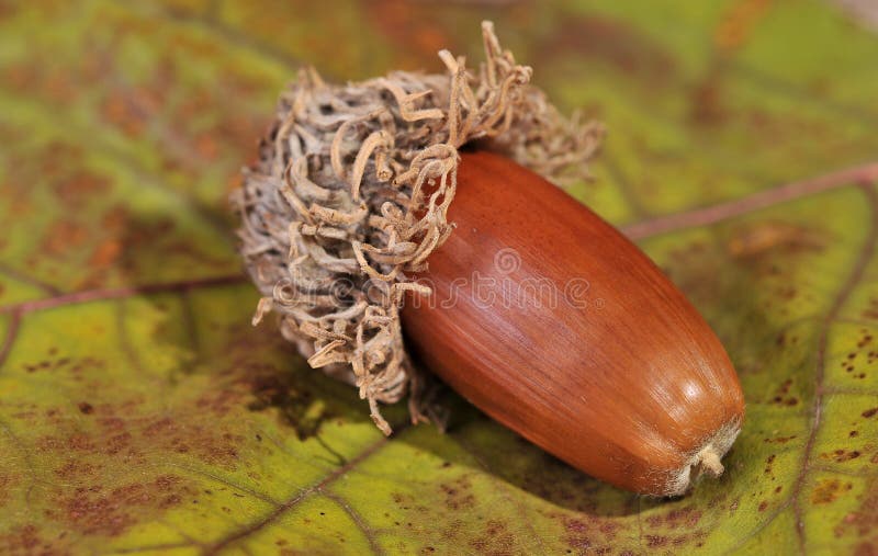 Herfst eikel stock afbeelding. Image of noten, seizoen - 11239029