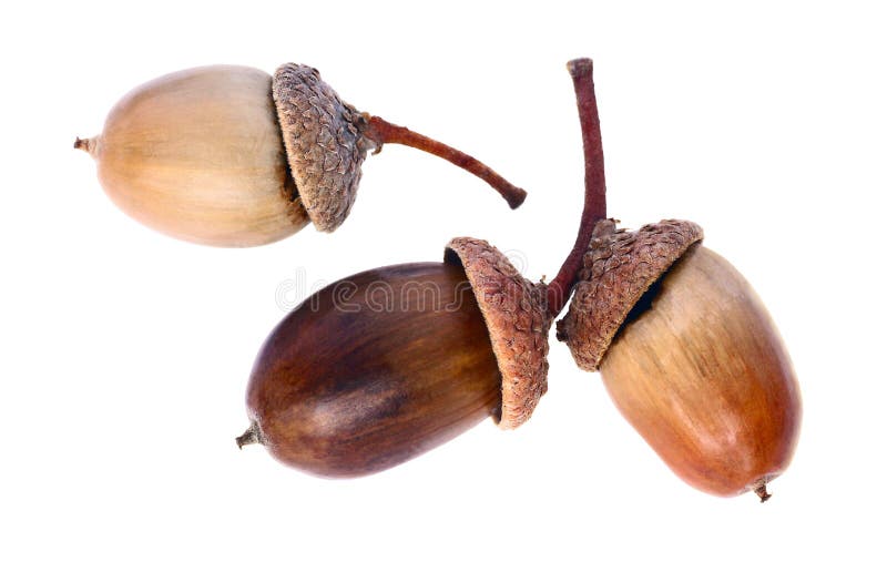Herfst eikel stock foto. Image of daling, sier, botanisch - 3533982