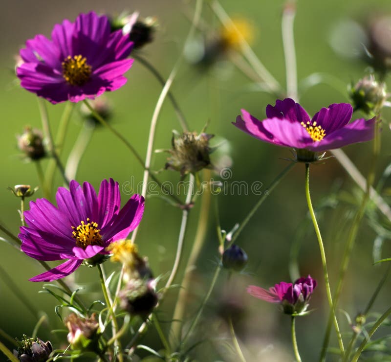Ruta Graveolens Met Gele Bloemen Stock Foto - Image of geneeskunde ...