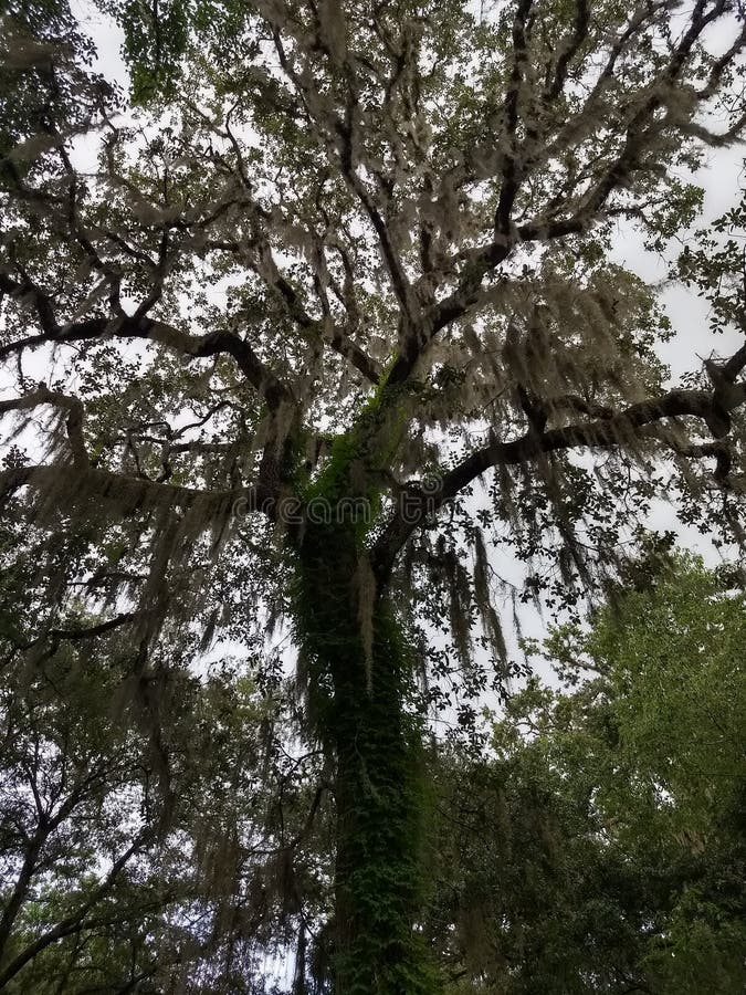 Heritage oaks stock photo. Image of moss, historical - 120196904
