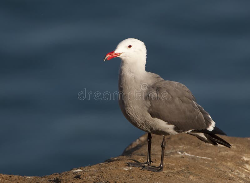 Herman s Gull stock image. Image of north, bird, united - 15571029