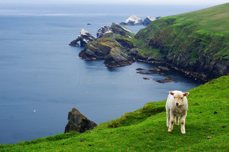 Hermaness Nature Reserve Unst (Shetland) Stock Image - Image of view ...