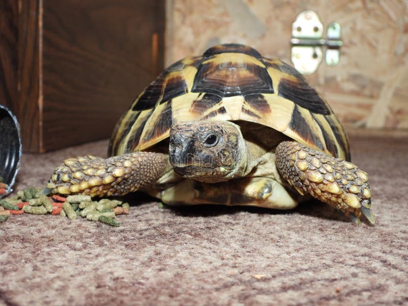 Hermann`s Tortoise Feeding 16 Stock Photo - Image of macro, detail ...